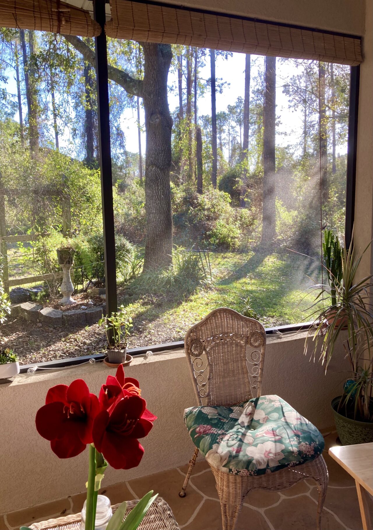 What is Your Window View Today? Wordless Wednesday - Plain and Fancy Girl