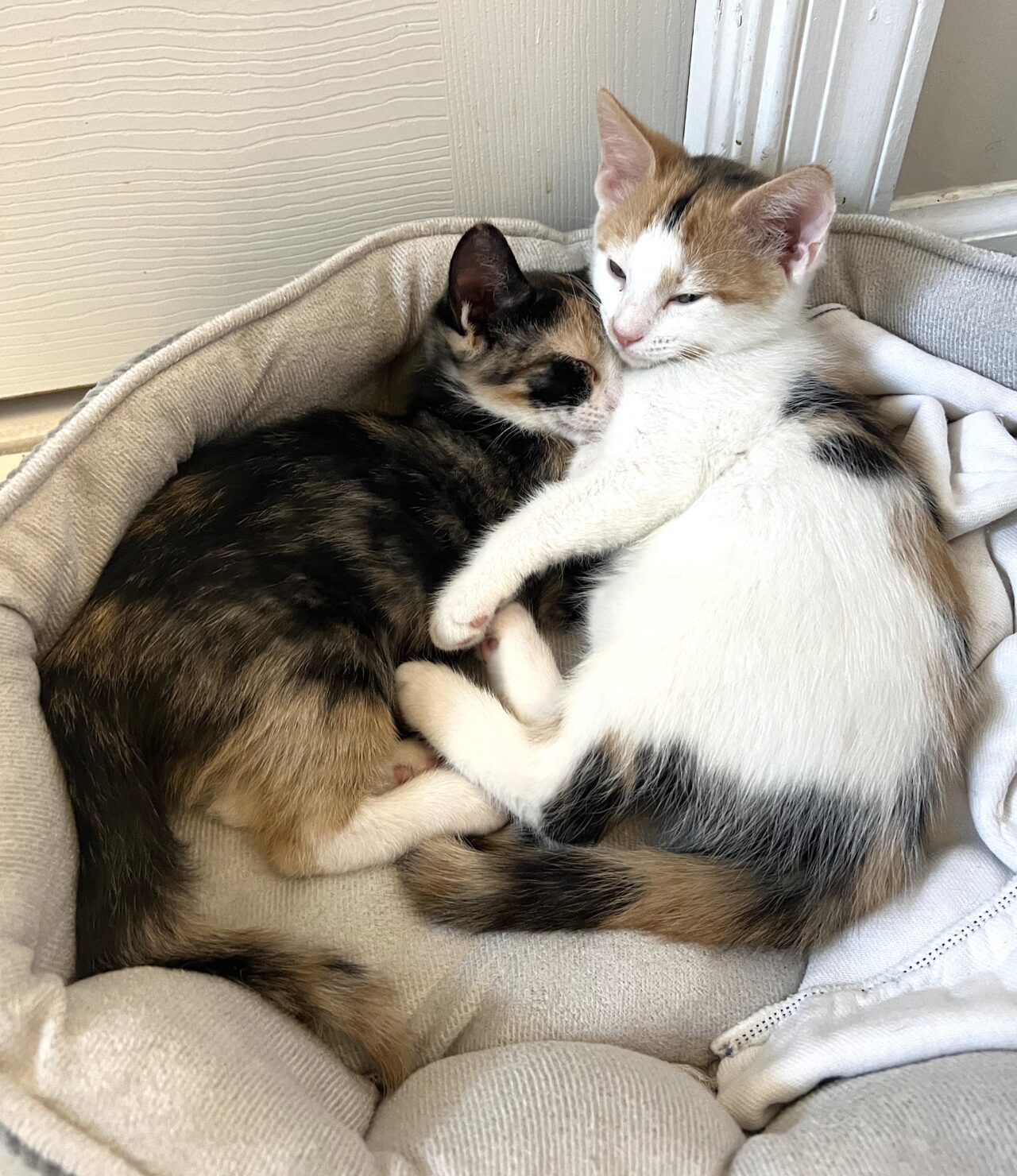 Do You Nap? Nine Notes about Napping - Plain and Fancy Girl